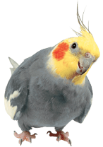 Kaytee: Pet Supplies | Kaytee Products