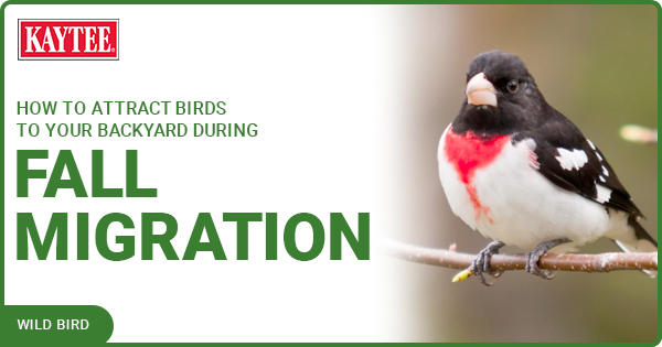 How to Attract Birds to Your Backyard During Fall Migration | Kaytee