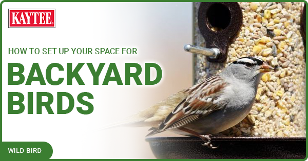How to Setup Your Space For Backyard Birds
