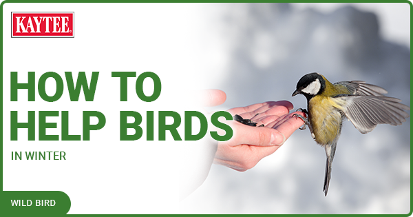 How To Help Birds in Winter