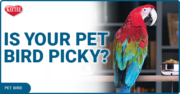 Is Your Pet Bird Picky? How birds find food | Kaytee